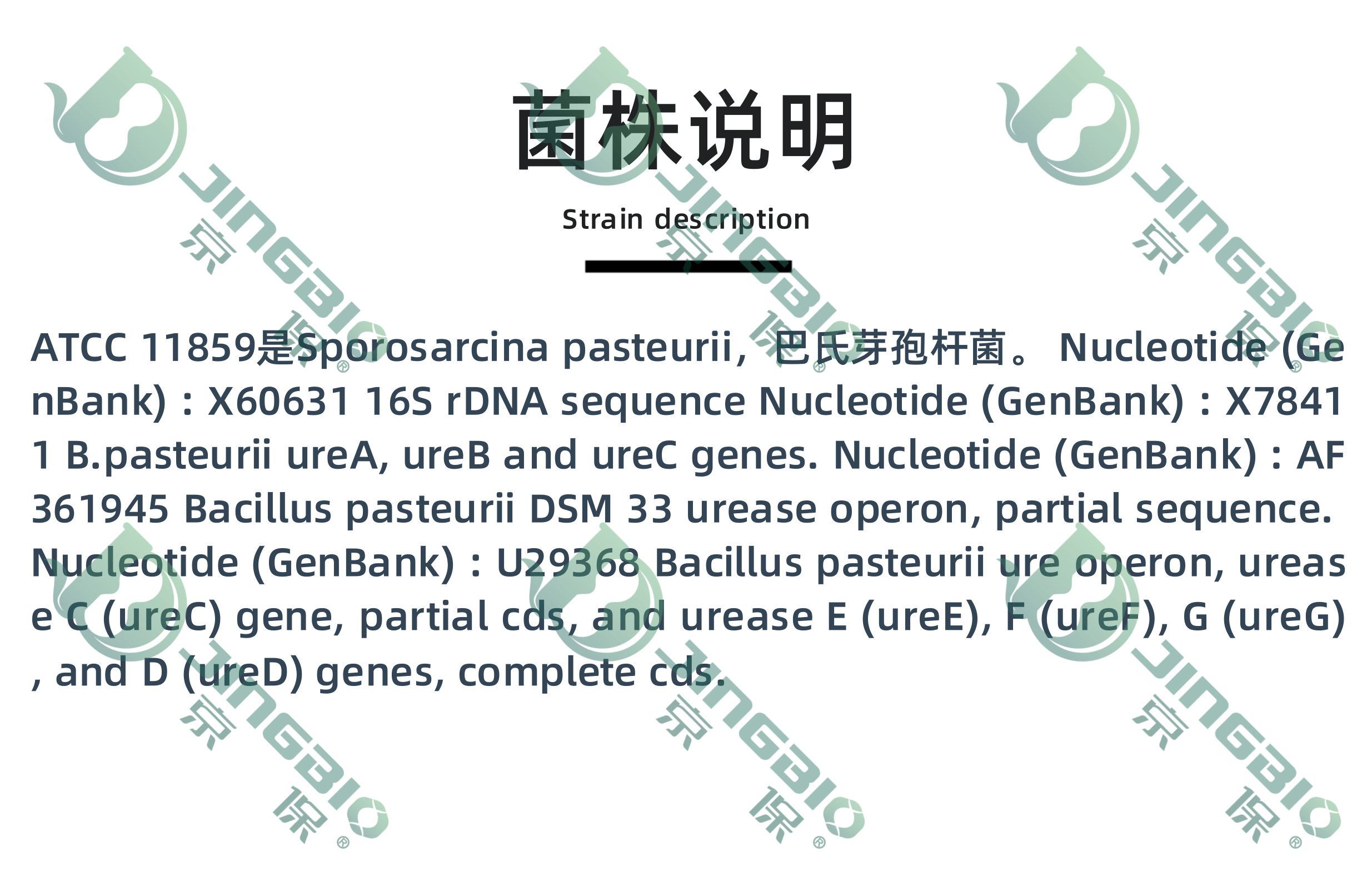 巴氏芽孢杆菌Sporosarcina pasteurii – BJMCC｜菌种·细胞·质控·定制