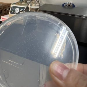 Thiobacillus thioparus DSM 505 ATCC8158 （排硫硫杆菌） – 北京生物保藏中心|北京保藏生物科技有限公司 ...