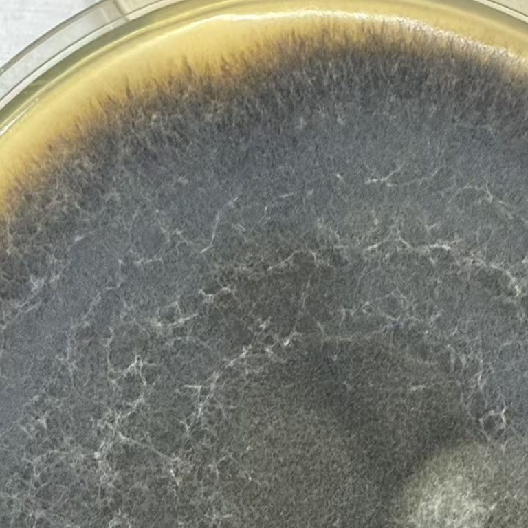 Curvularia lunata（新月弯孢霉） – BJMCC｜菌种·细胞·质控·定制