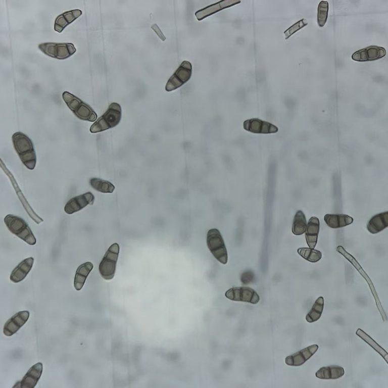 Curvularia lunata（新月弯孢霉） – BJMCC｜菌种·细胞·质控·定制